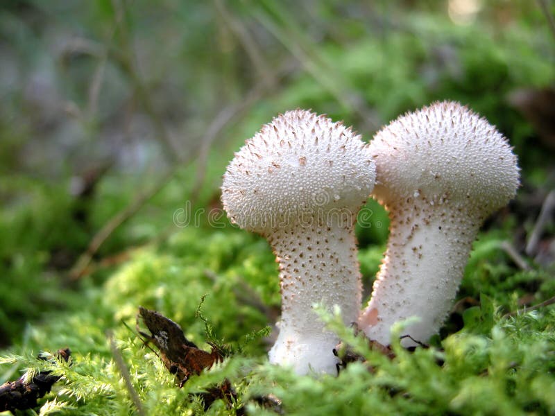 Bolita de pelusa foto de archivo. Imagen de cubo, hongo - 110492