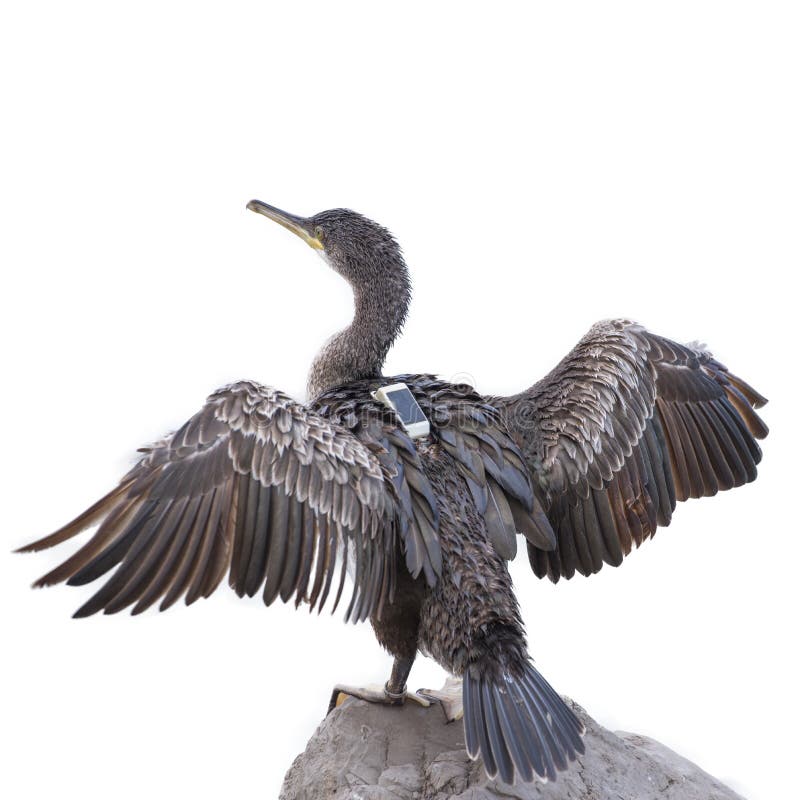 Pelusa europea aislada imagen de archivo. Imagen de roca - 64086469