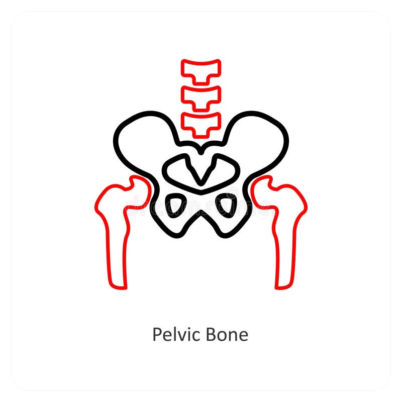 Pelvic Bone stock vector. Illustration of human, anatomy - 338188444