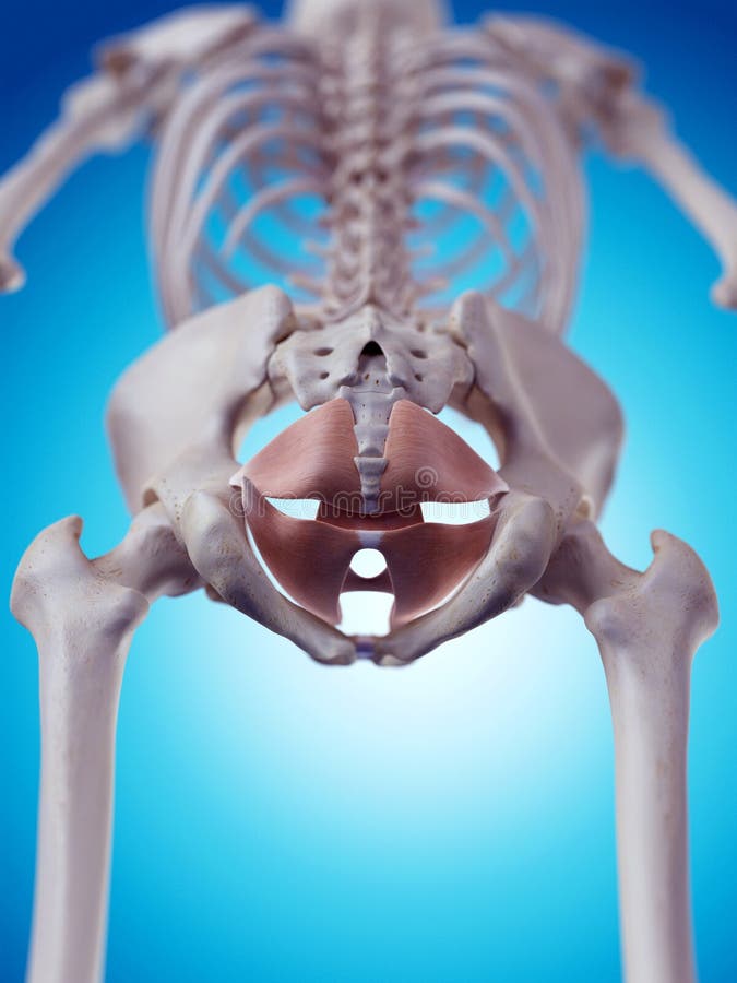 Pelvic floor muscles stock vector. Illustration of pelvic - 41894427