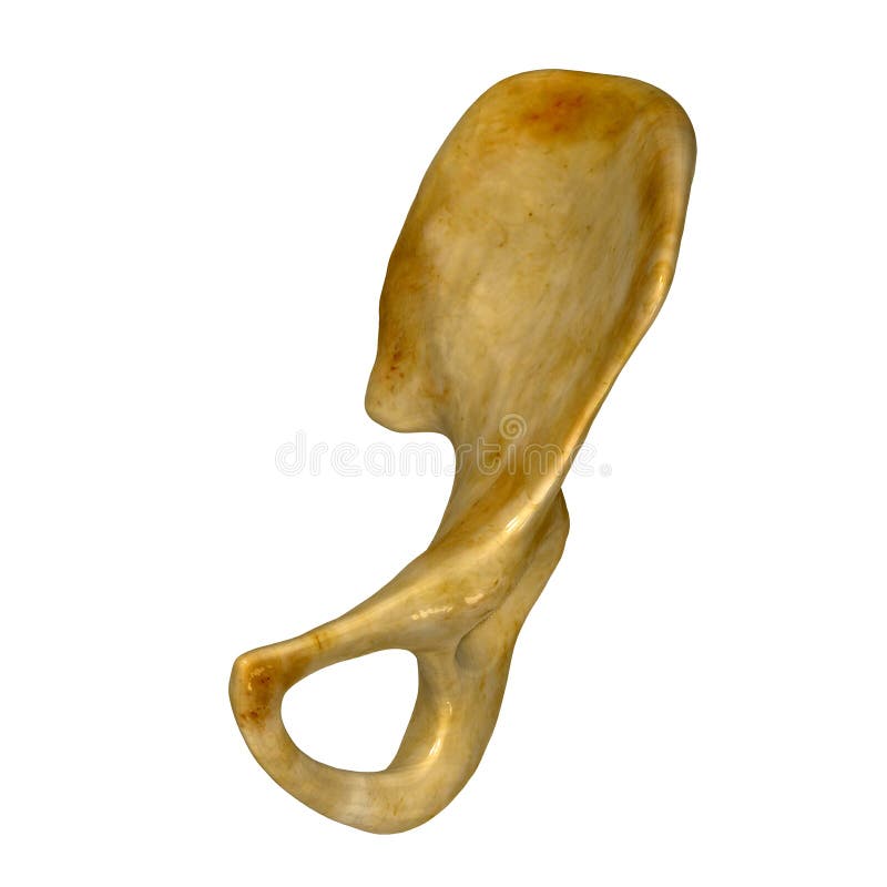 Pelvic_left stock illustration. Illustration of adult - 44380349