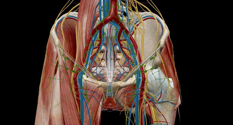 Pelvic Lymph Nodes and Vessels Stock Illustration - Illustration of ...
