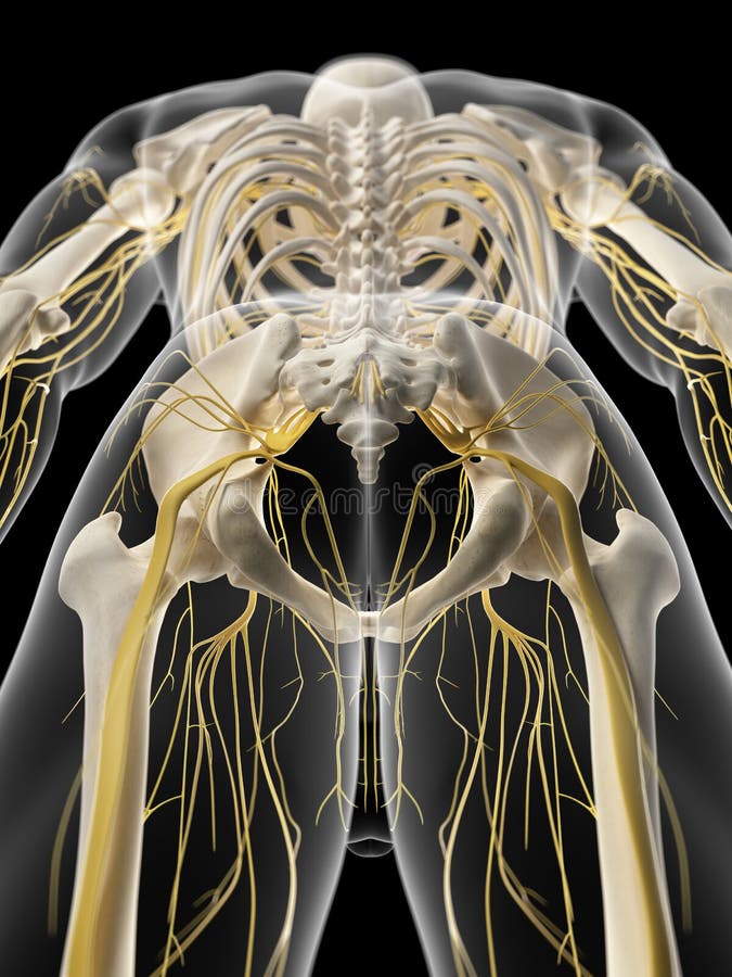 Pelvic nerves stock vector. Illustration of dorsal, cord - 41446380