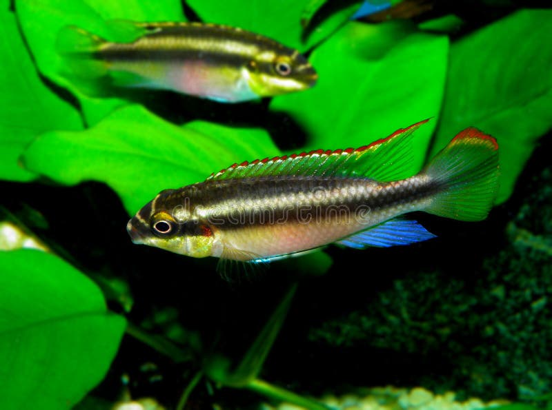 Pelvicachromis pulcher stock photo. Image of malawi, river - 53351668