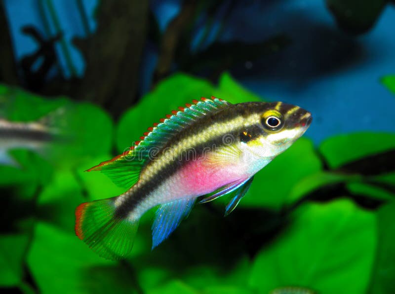 Pelvicachromis pulcher stock image. Image of endemic - 53351735