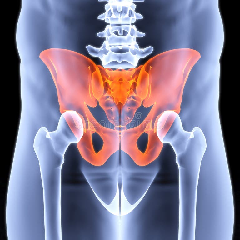 Transparent Pelvis Stock Illustrations – 410 Transparent Pelvis Stock ...