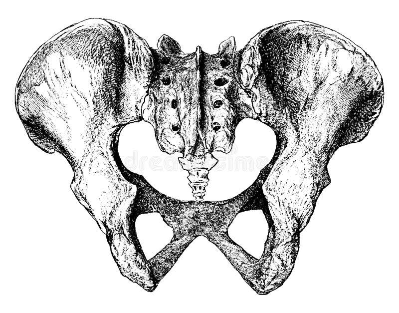 Pelvis from Behind, Vintage Illustration Stock Vector - Illustration of ...