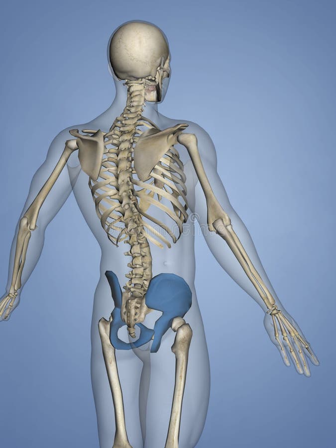 Pelvis 8, 3D Model stock illustration. Illustration of anatomical ...