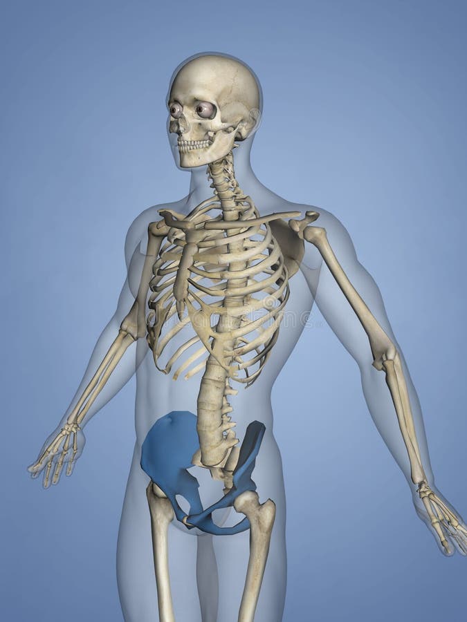 Pelvis 8, 3D Model stock illustration. Illustration of medical - 94090988