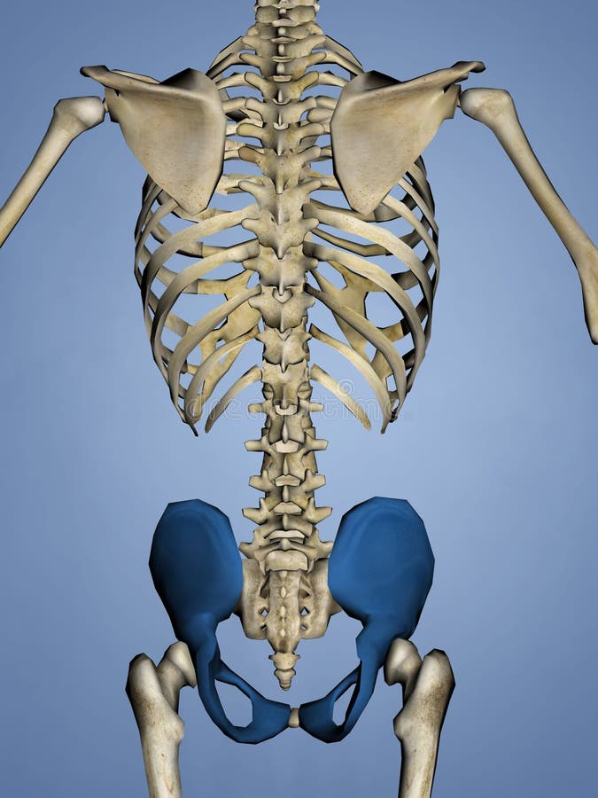 Pelvis 8, 3D Model stock illustration. Illustration of anatomical ...
