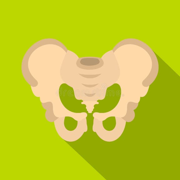 Pelvis icon, flat style stock vector. Illustration of bone - 80571225