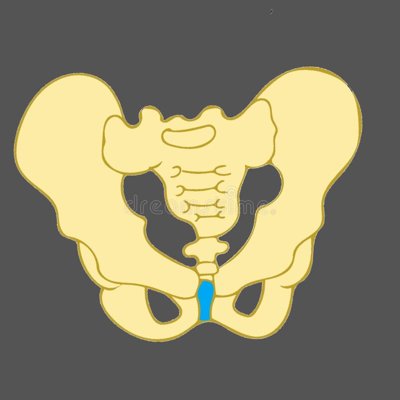 Pelvis Illustration Science Biology - 1 Stock Illustration ...