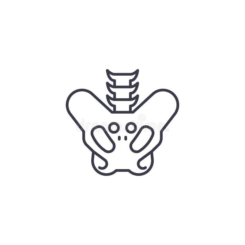 Pelvis Linear Icon Concept. Pelvis Line Vector Sign, Symbol ...
