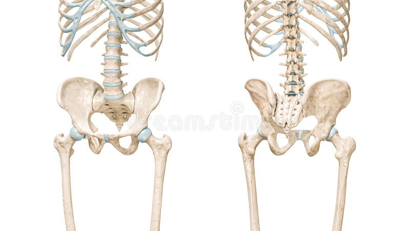 Pelvis or Pelvic Girdle Bones Front and Back View 3D Rendering ...