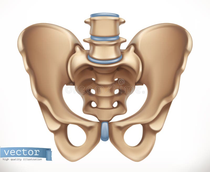 Pelvis Structure. Human Skeleton, Medicine. Vector Icon Stock Vector ...