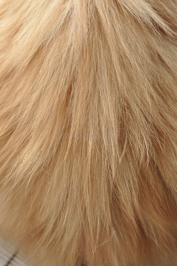 Pelz stockbild. Bild von tier, flaumig, mantel, hintergrund - 27015371