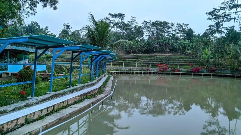 Picture of Fish Farm and Fishing with Green Tree View Stock Image ...
