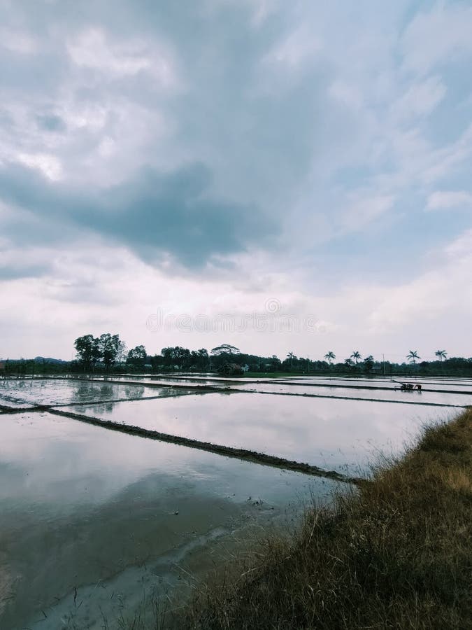 Pemandangan stock photo. Image of marsh, sore, water - 220702004