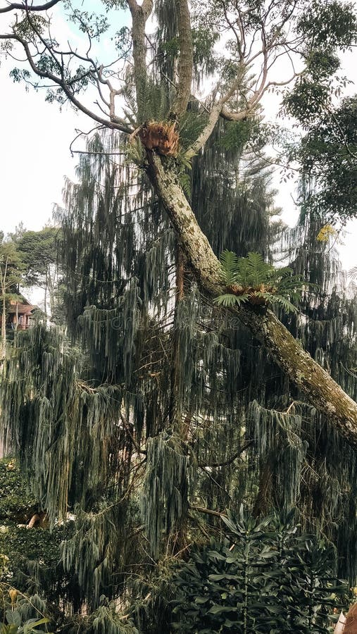 Pemandangan pohon ???? stock photo. Image of flower - 301255100