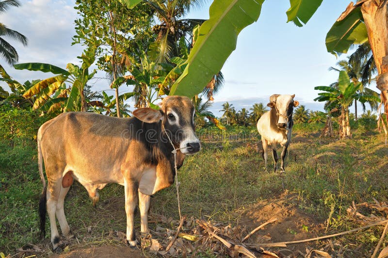 Pemba Island,Zanzibar stock photo. Image of sunlight - 20719624
