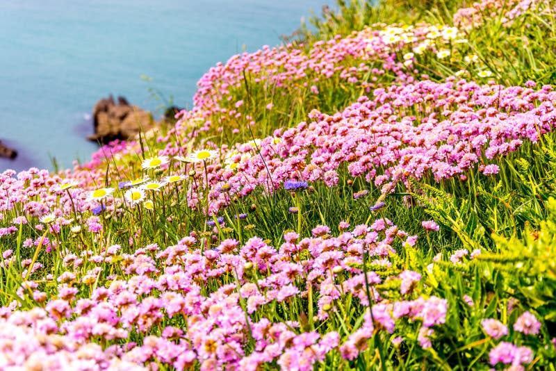 Wales coastal path flora stock image. Image of path, gorse - 93679997