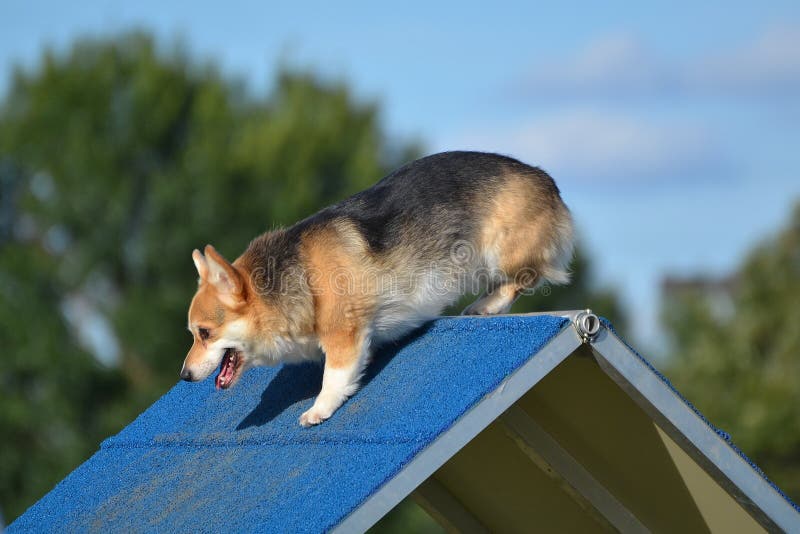 Pembroke Welch Corgi at a Dog Agility Trial Stock Image - Image of ...