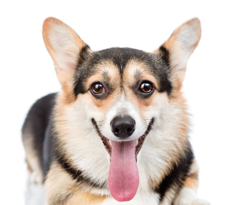 Happy Pembroke Welsh Corgi Sitting in Front View. Isolated on White ...