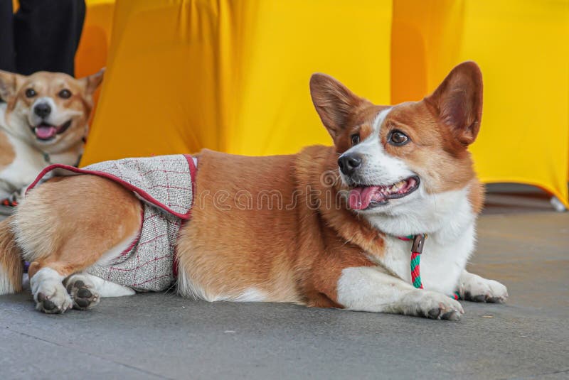 Pembroke Welsh Corgi Dog Lying Down Stock Photo - Image of carnivore ...