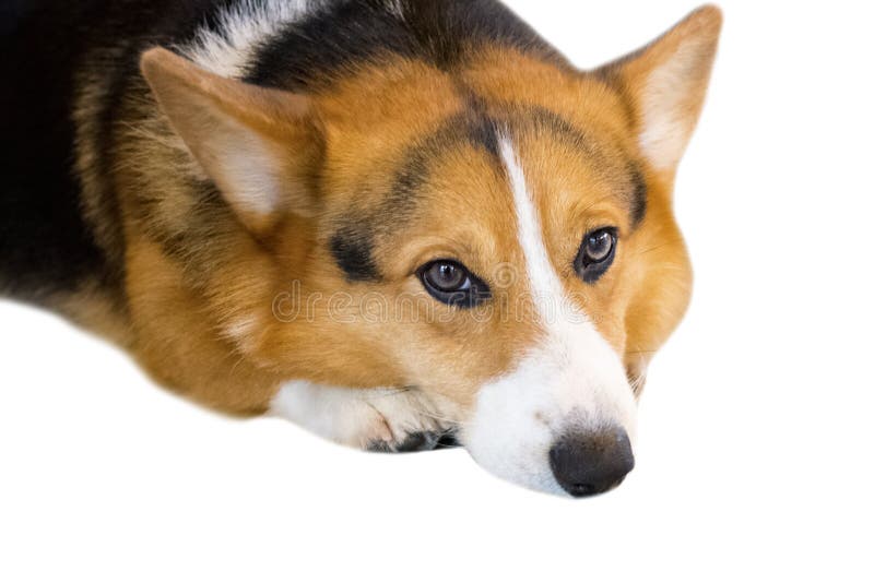 Welsh Corgie Standing Stock Photos - Free & Royalty-Free Stock Photos ...