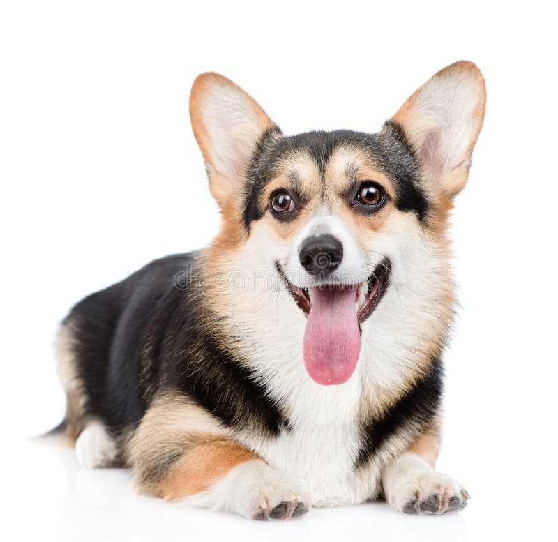 Happy Pembroke Welsh Corgi Sitting in Front View. Isolated on White ...