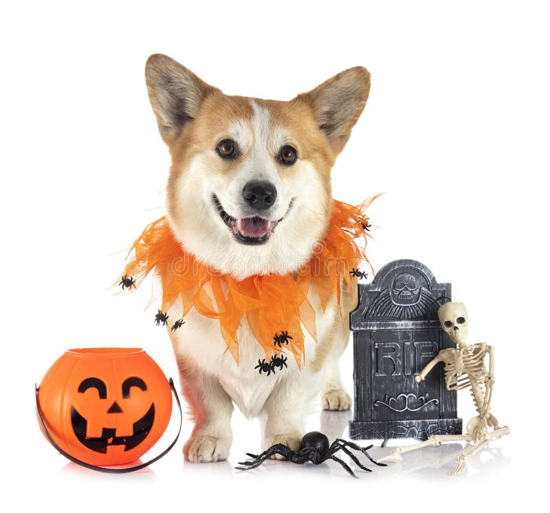 Corgi Skeleton Stock Photos - Free & Royalty-Free Stock Photos from ...