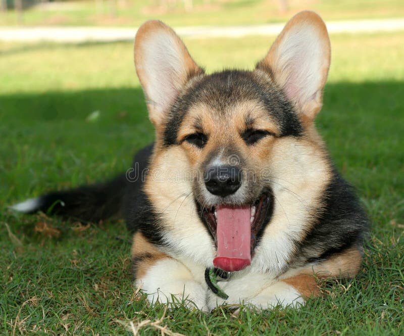 Smiling Corgi stock image. Image of smile, pooch, corgie - 27029