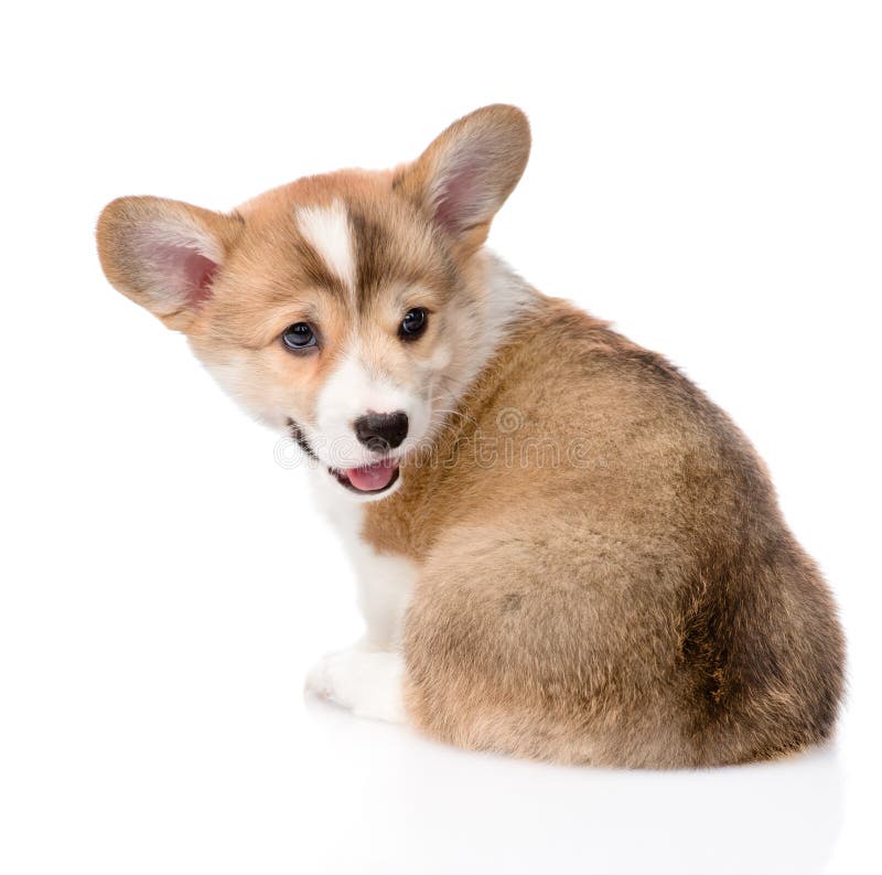 Pembroke Welsh Corgi Puppy Back View Isolated White Stock Photos - Free ...