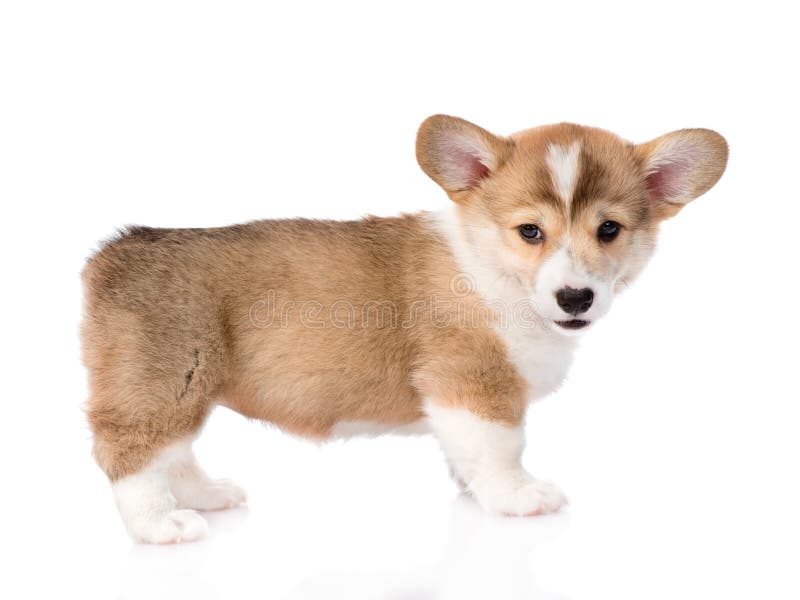 Pembroke Welsh Corgi Puppy Back View. Isolated on White Stock Image ...