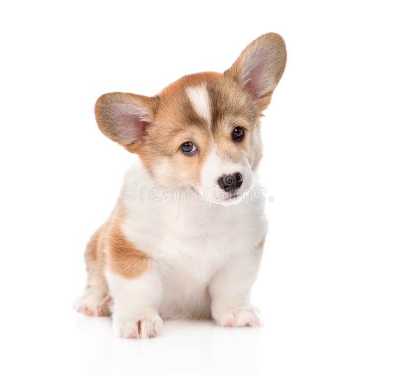 Pembroke Welsh Corgi Puppy Sitting in Front. Isolated Stock Photo ...