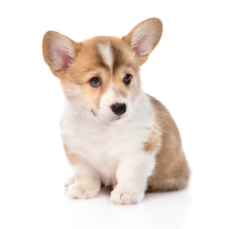 Pembroke Welsh Corgi Puppy Sitting in Front. Isolated on White Stock ...