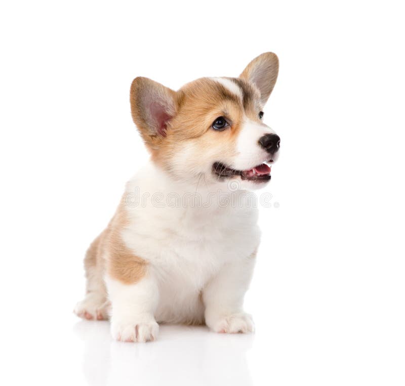 Pembroke Welsh Corgi Puppy Sitting in Front. Isolated on White Stock ...