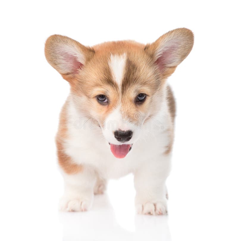 Pembroke Welsh Corgi Puppy Standing in Front. Isolated on White Stock ...