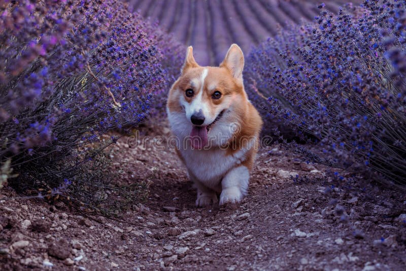 Pembroke Welsh Corgi Runs in a Large Lavender Field. Lavender Grows in ...