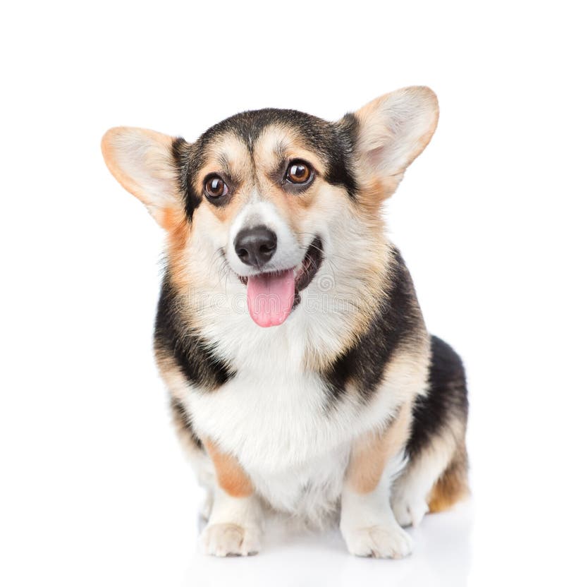 Pembroke Welsh Corgi Sitting Front View White Ba Stock Photos - Free ...