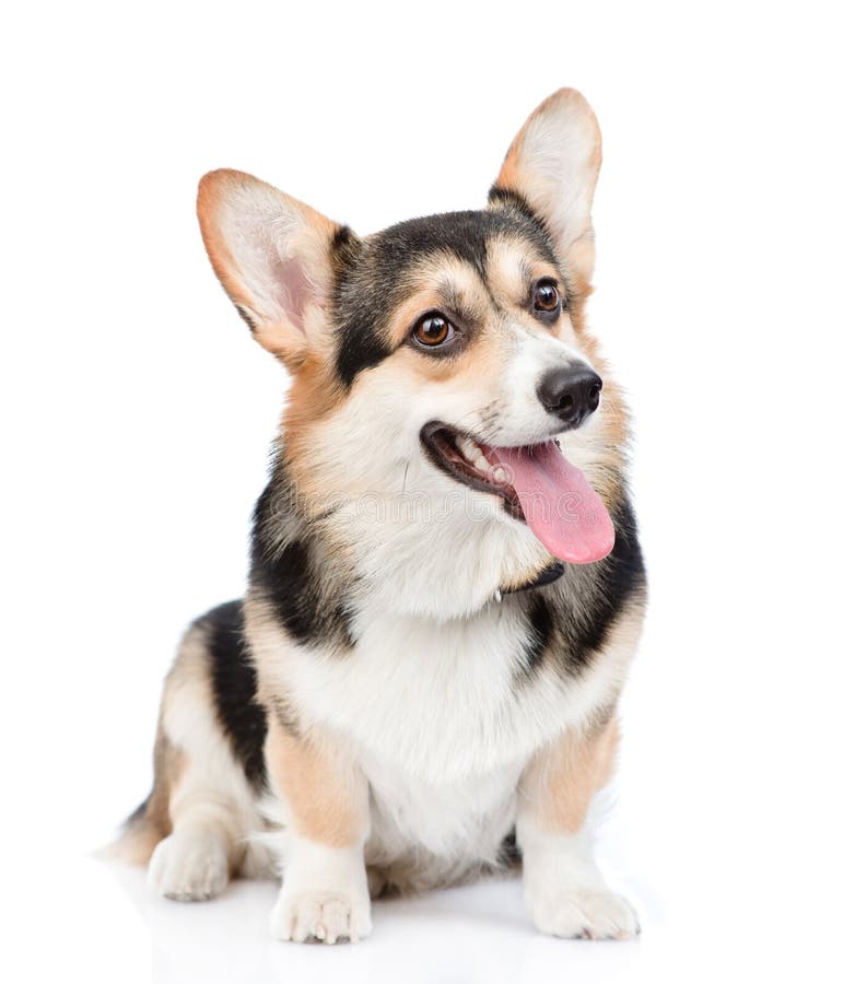 A Corgi Dog Sitting on a Black Surface Looking Up Stock Photo - Image ...
