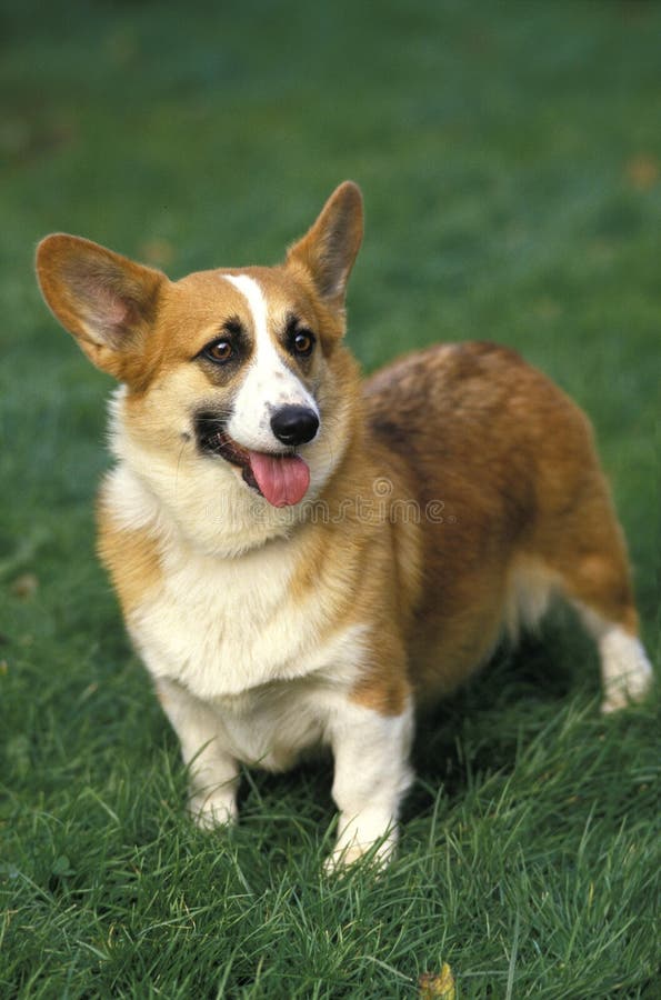 Pembroke Welsh Corgi Standing on Grass Stock Photo - Image of canis ...