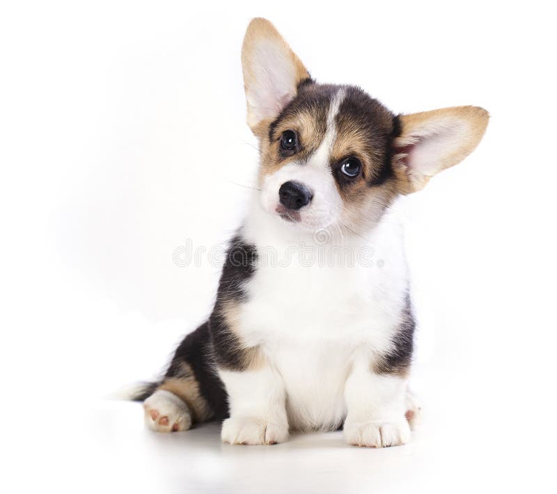 Pembroke Welsh Corgi valp arkivfoto. Bild av hörntand - 34788898