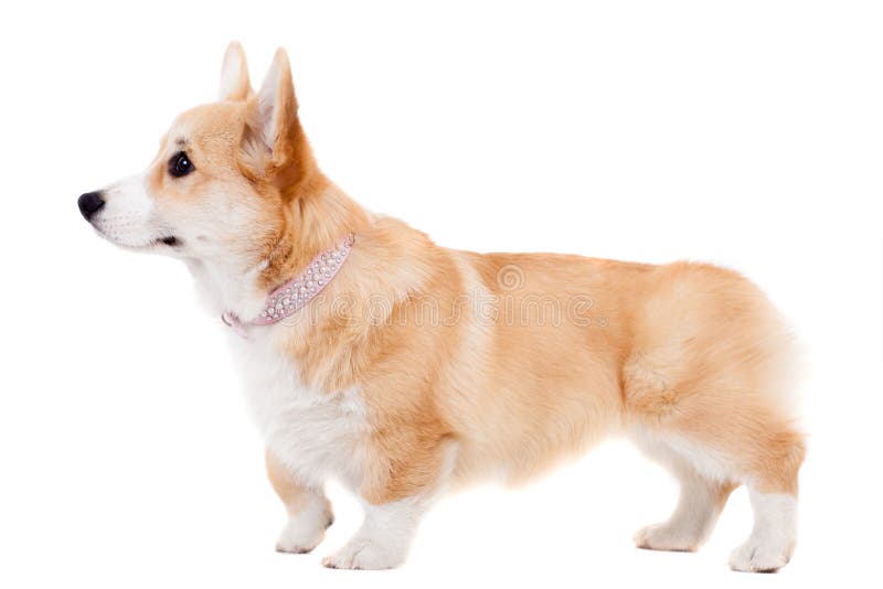 Pembroke Welsh Corgi valp arkivfoto. Bild av vovve, corgi - 42178288