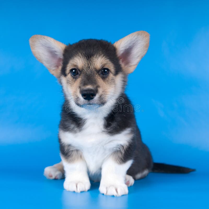 Pembroke Welsh Corgi valp arkivfoto. Bild av rött, kamera - 85719184