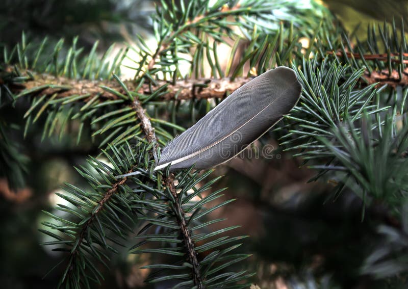 Pen on a branch of spruce stock image. Image of biology - 44827055