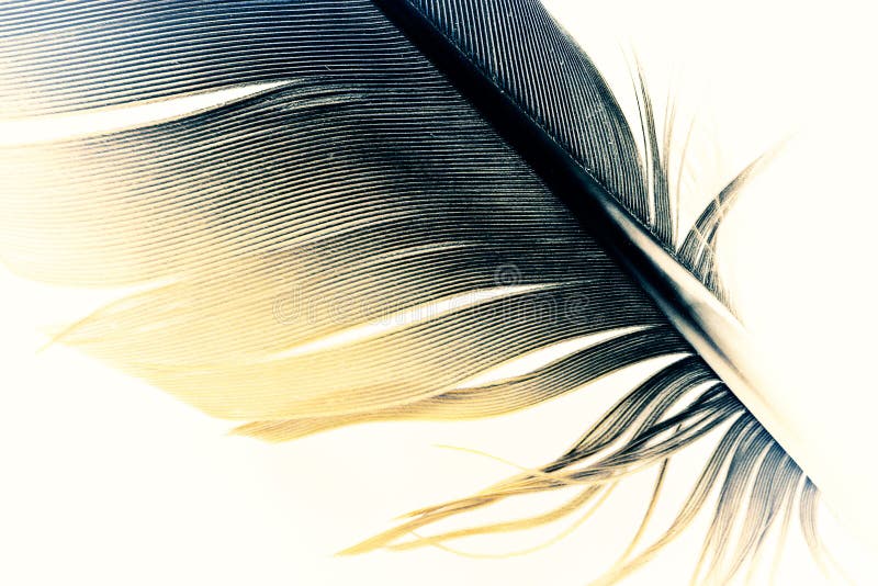 Pen feather stock photo. Image of isolated, imagination - 29287594