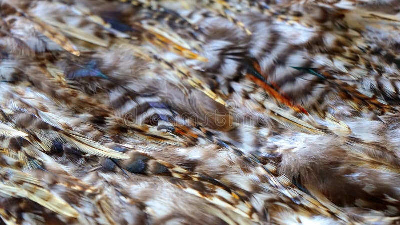Owl Feathers Texture stock photo. Image of nature, close - 43030030
