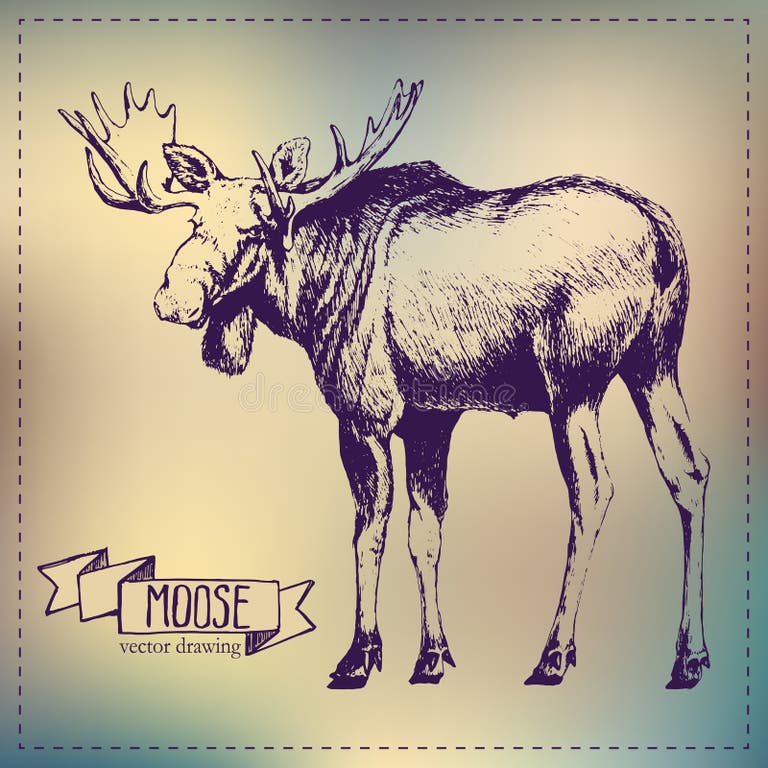 Elk Drawing Stock Illustrations – 10,769 Elk Drawing Stock ...