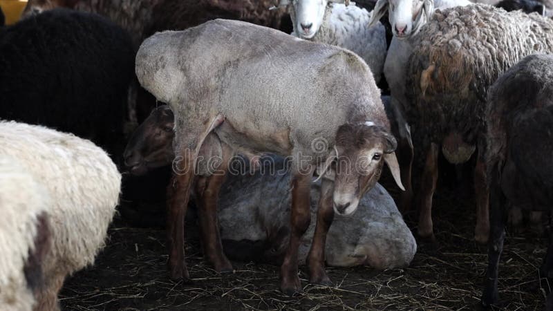 Within a Pen, a Group of Sheep is Present, with One Sheep Standing ...